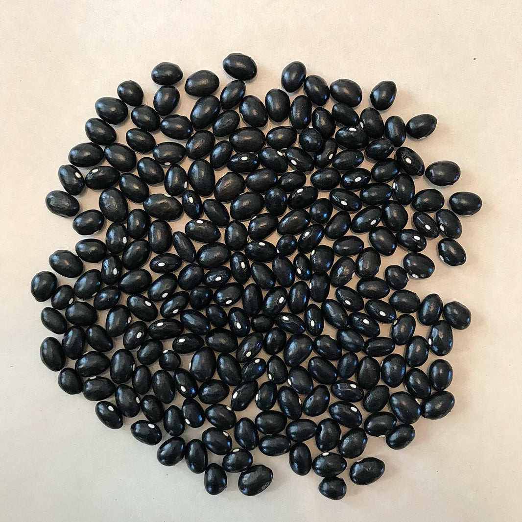 All Seeds – No Coast Seeds