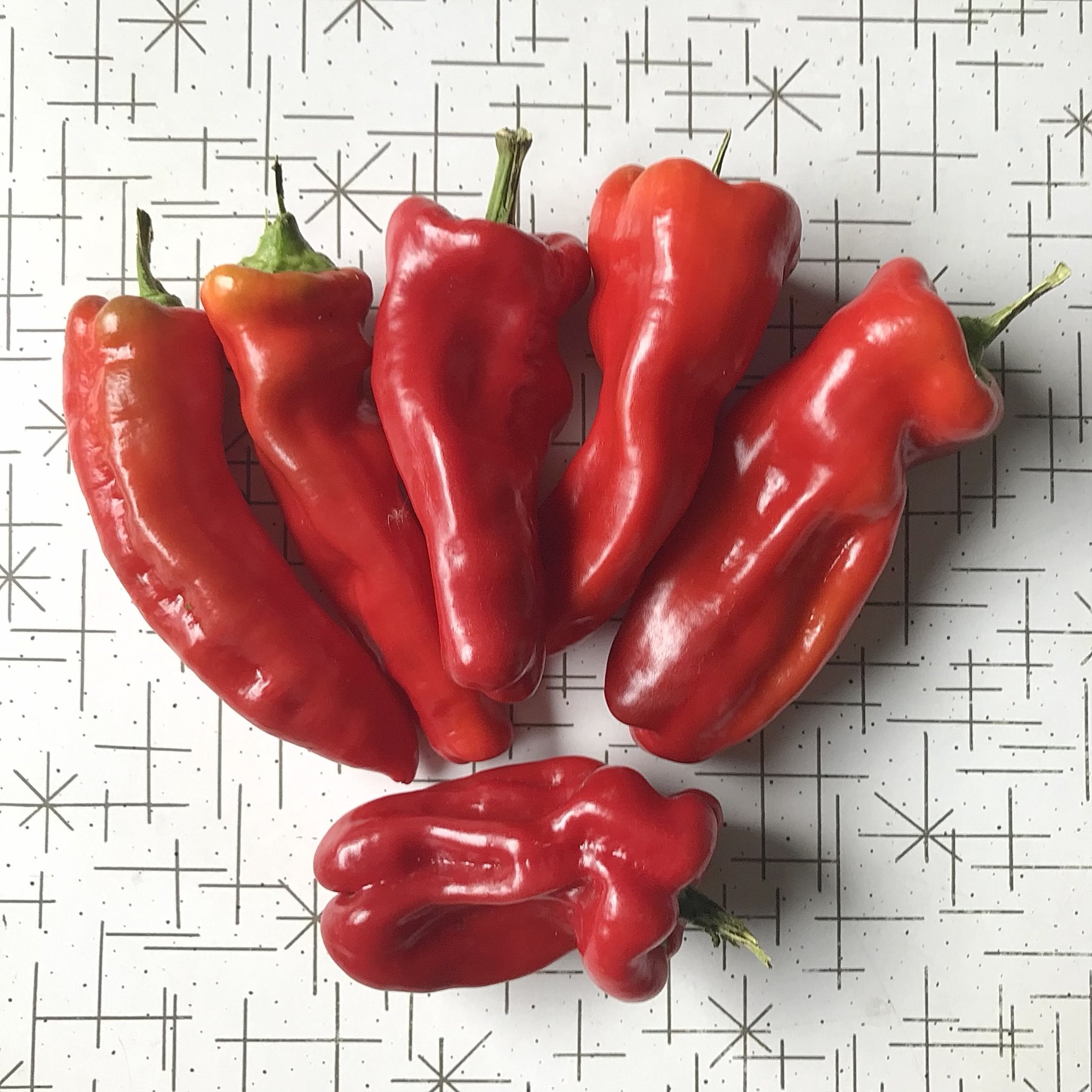 Pepper - Neapolitan – No Coast Seeds