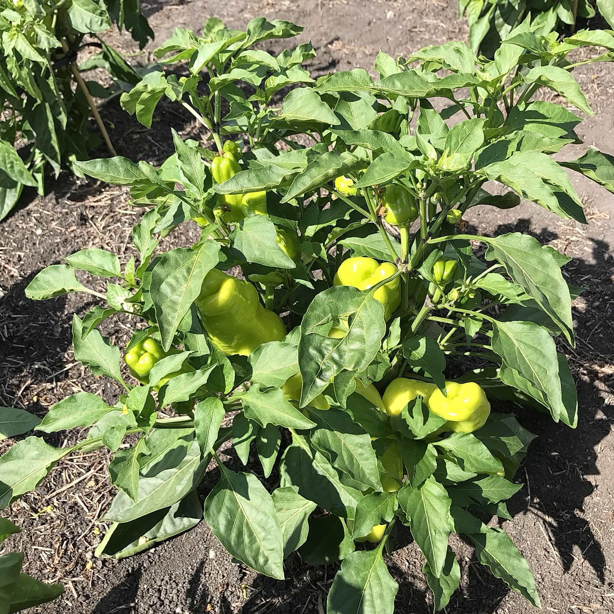 Pepper - Neapolitan – No Coast Seeds