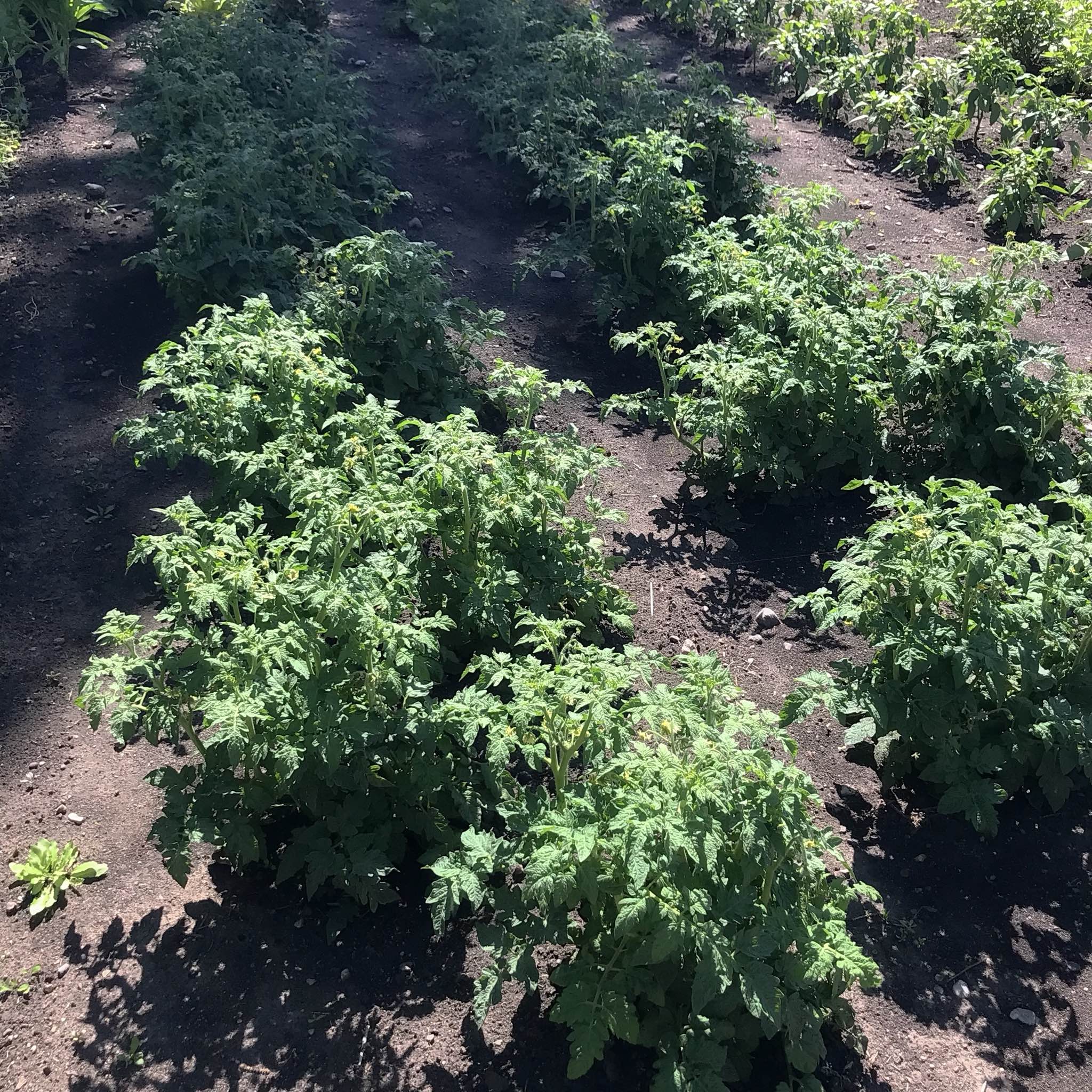 Tomato - Uluru Ochre – No Coast Seeds
